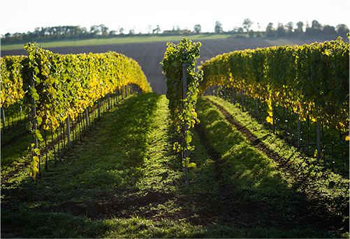 Obelisk Winery in Valtice